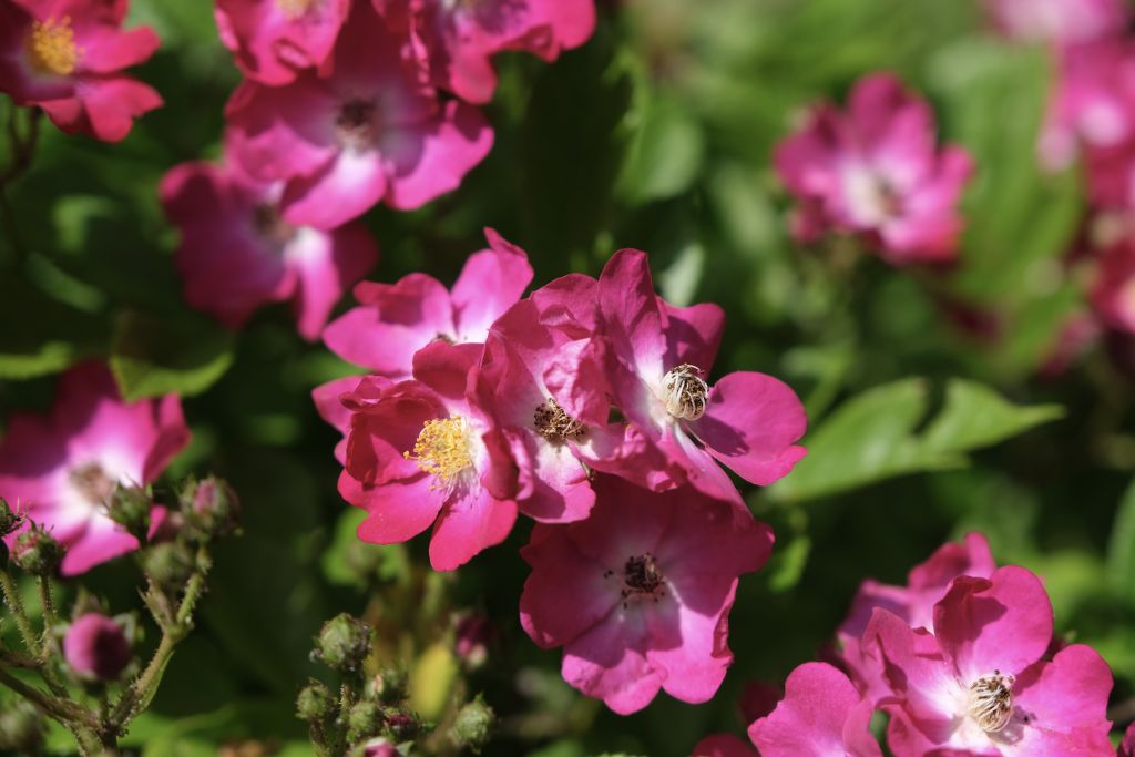 » Bulgaria Celebrates Annual Rose Festival